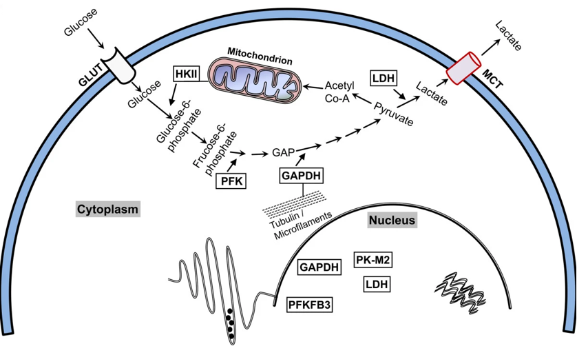 AbMole详解：2-Deoxy-D-glucose（2-DG）在糖酵解抑制研究中的关键作用-CSDN博客