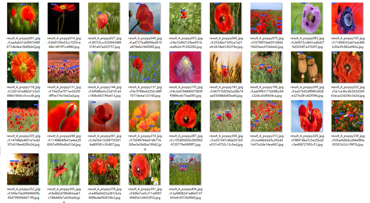 面向植物智能识别的实践：基于 YOLOv8 的罂粟目标检测系统工程化实现-CSDN博客