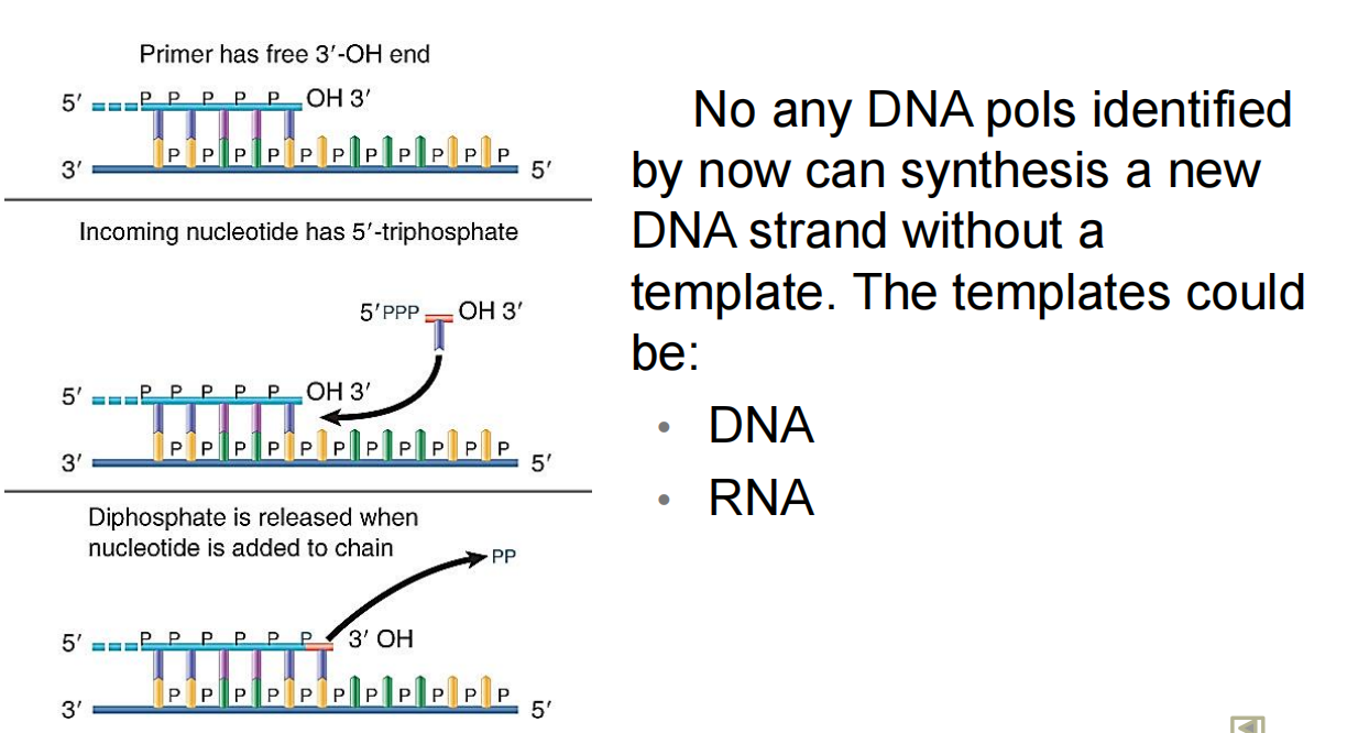 《分子生物学》DNA生物合成-CSDN博客