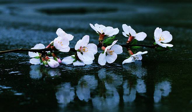 SPSS数据分析从小白到高手--SPSSAU与SPSS区别解析_spssau和spss的区别-CSDN博客