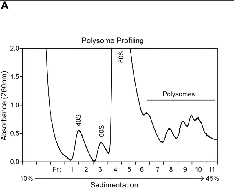 Polysome profiling下游实验 | 附文献分享-CSDN博客