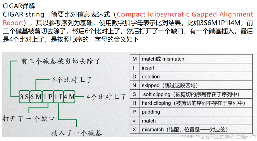 03-转录组上游分析-比对、定量_转录组比对基因组sam文件-CSDN博客