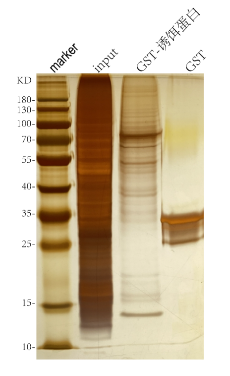 GST PULL DOWN实验技术介绍_gst pull down技术-CSDN博客