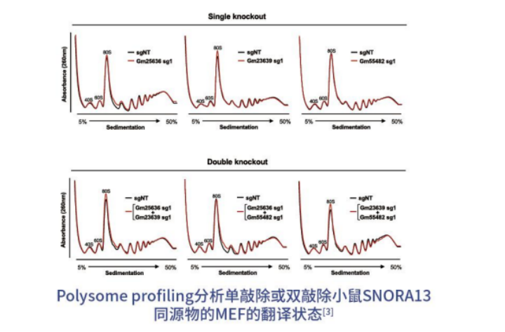 polysome profiling（多聚核糖体图谱分析）——解析翻译调控机制的金标准-CSDN博客