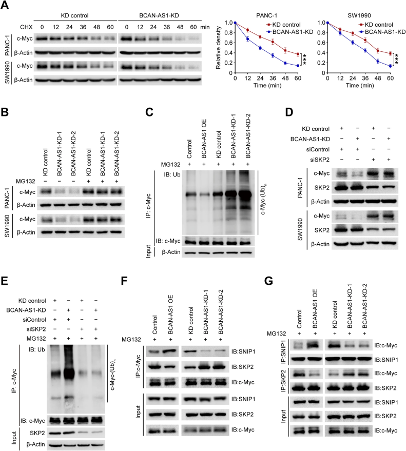 AbMole详解MG132：泛素化和蛋白酶体研究的“幕后英雄”_泛素化实验mg132处理-CSDN博客