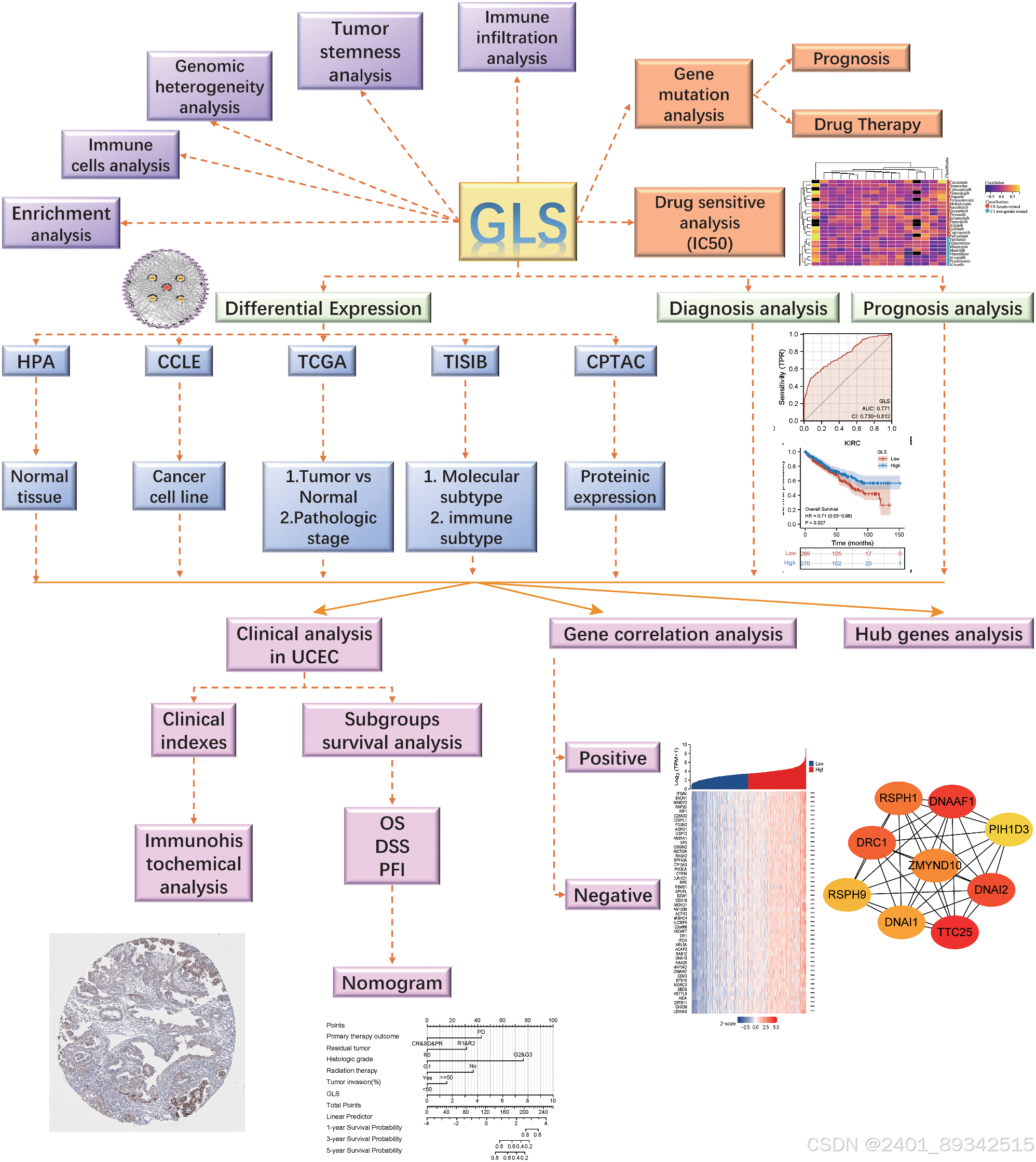 带你学生信：谷氨酰胺酶(GLS)_gls基因-CSDN博客