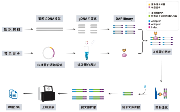 探秘表观遗传研究：DAP-seq、ChIP-seq、CUT&Tag、ATAC-seq，谁才是你的科研“神器”？-CSDN博客