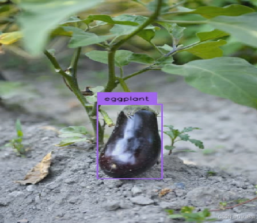 数据集-目标检测系列- 茄子 检测数据集 eggplant ＞＞ DataBall-CSDN博客