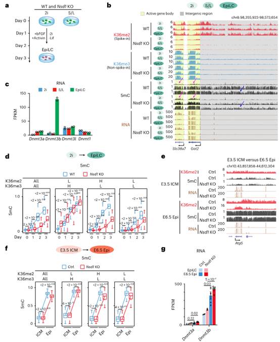 易基因|NCB/IF19.1：颉伟/卢绪坤/张宇团队WGBS+ChIP-seq+RNA-seq等揭示早期胚胎发育过程中H3K36me2调控 ...