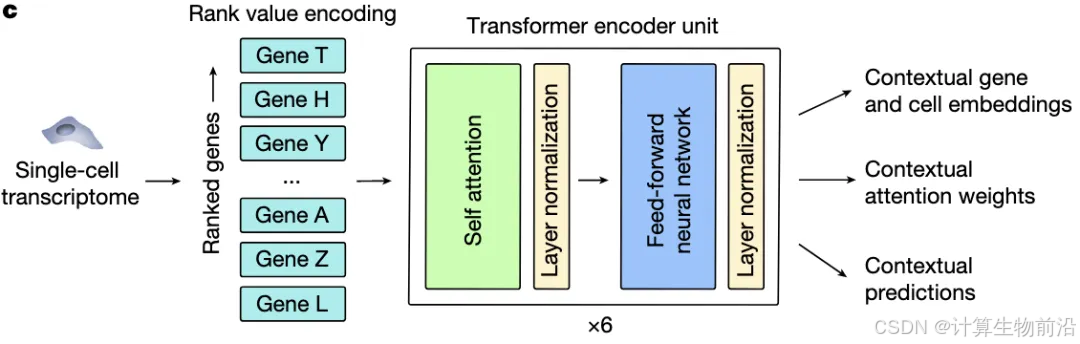 Nature | 单细胞大模型Geneformer：迁移学习开启基因网络预测新时代-CSDN博客
