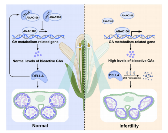 New Phytologist（IF=8.1）|DAP-seq助力解析拟南芥雄性育性调控网络_拟南芥 dex诱导-CSDN博客