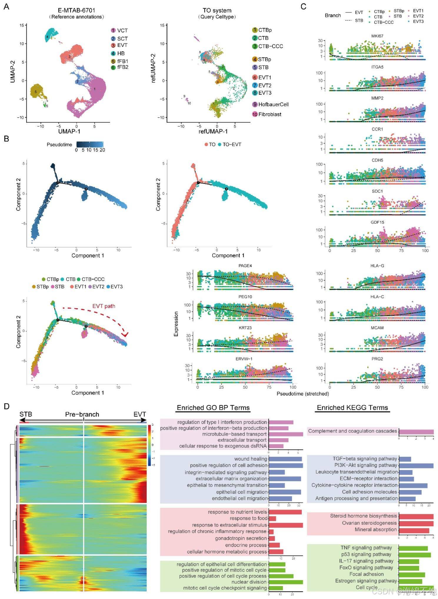 Single-cell characterization of self-renewing primary trophoblast ...