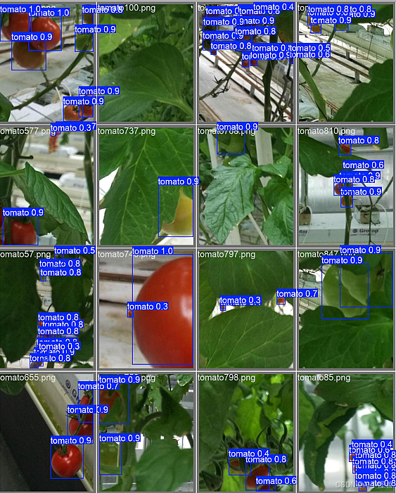 基于YOLO11的番茄检测系统（Python源码+数据集+Pyside6界面）-CSDN博客