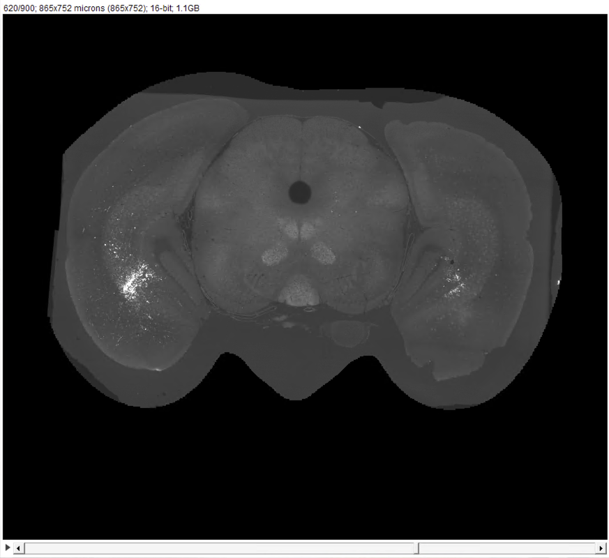 Fiji（ImageJ）的三维数据浏览处理比度调整、降采样、滤波、边缘检测、标记、伪彩_fiji如何打开三维图像-CSDN博客