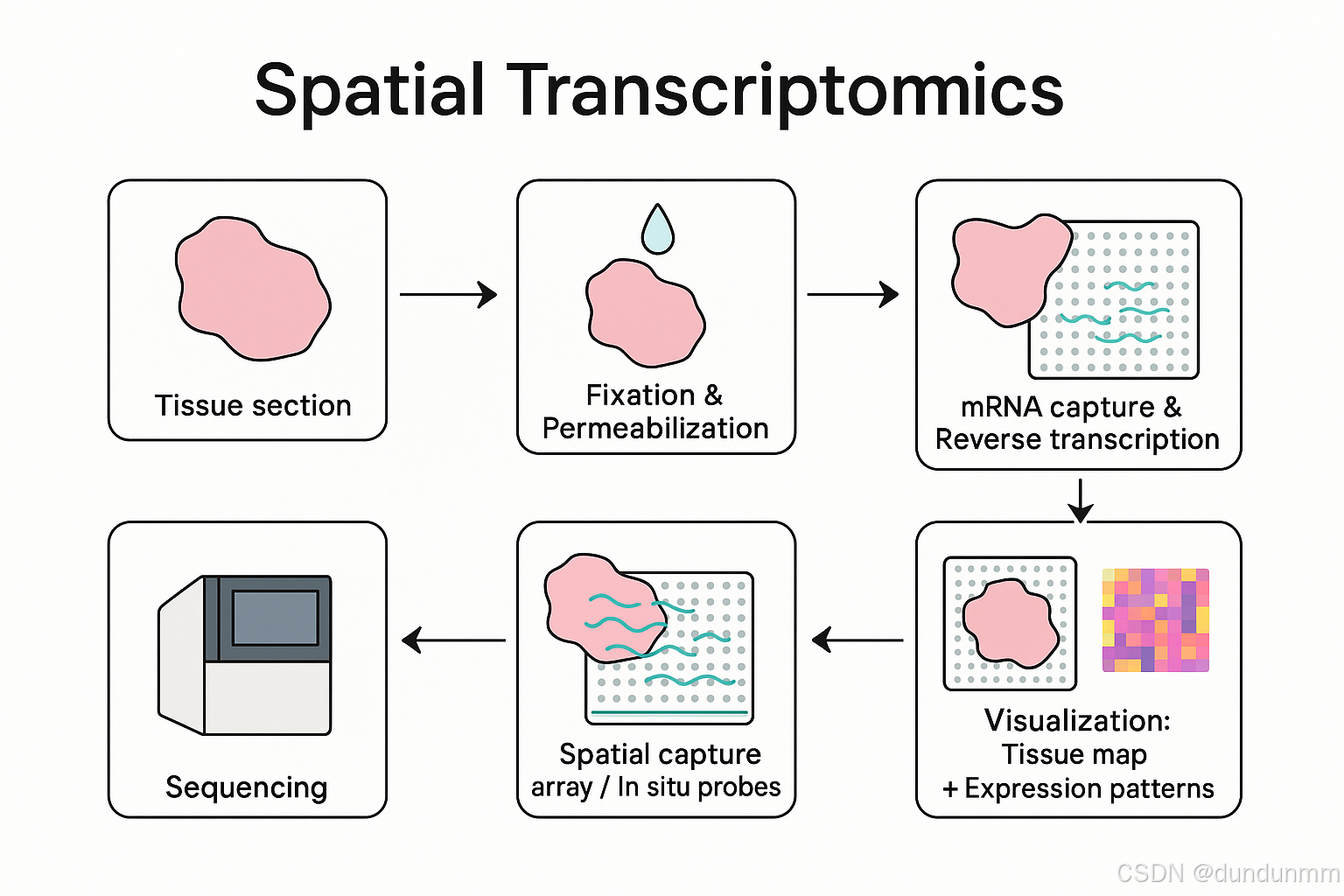 【每天一个知识点】空间转录组学（Spatial Transcriptomics, ST）-CSDN博客