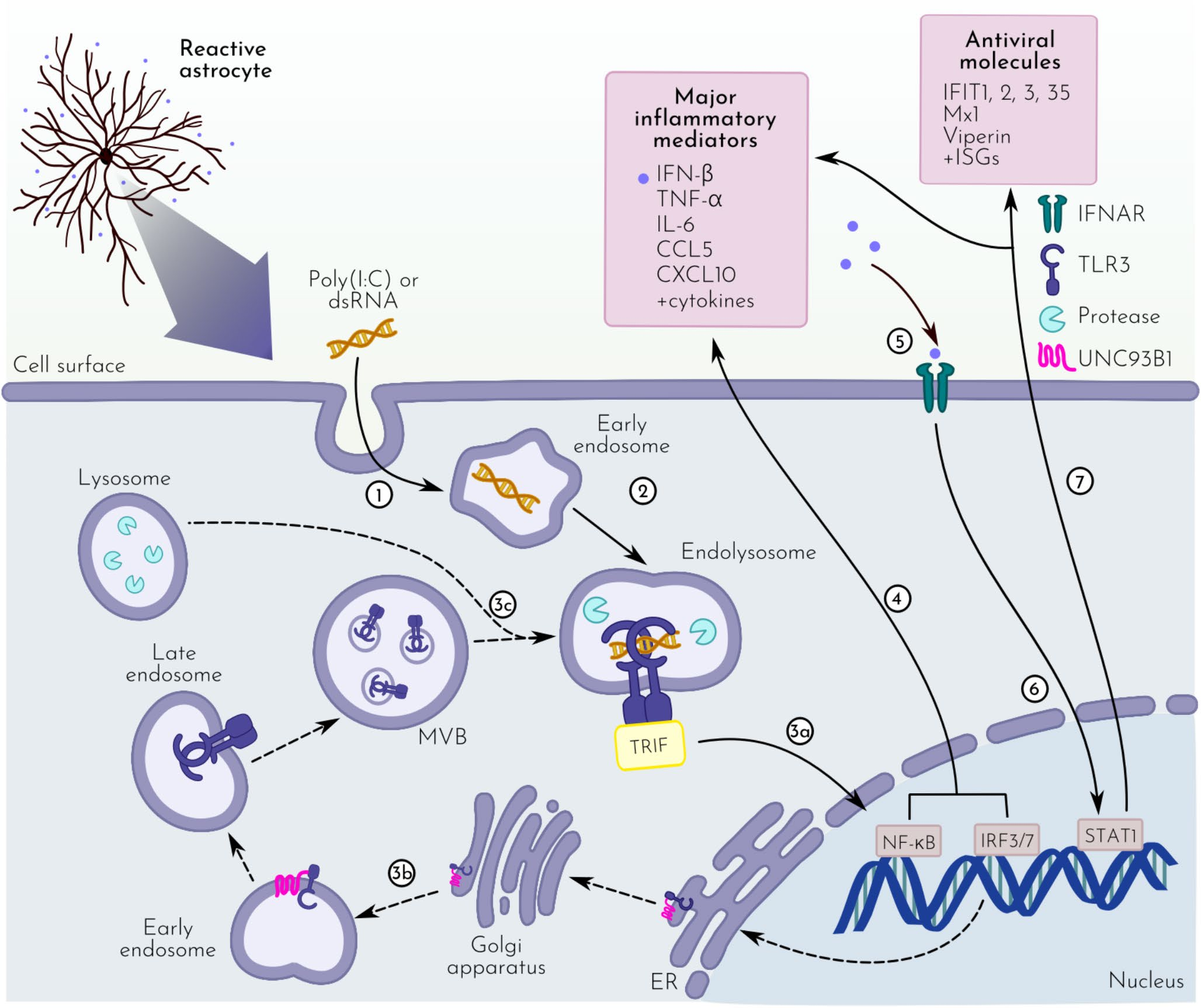 AbMole小讲堂丨Poly I:C (聚胞苷酸)：一种dsRNA模拟物，在肿瘤免疫、疫苗佐剂与抗病毒研究中的应用-CSDN博客