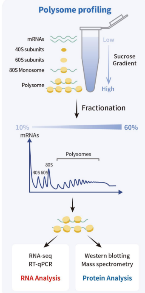 polysome profiling（多聚核糖体图谱分析）——解析翻译调控机制的金标准-CSDN博客