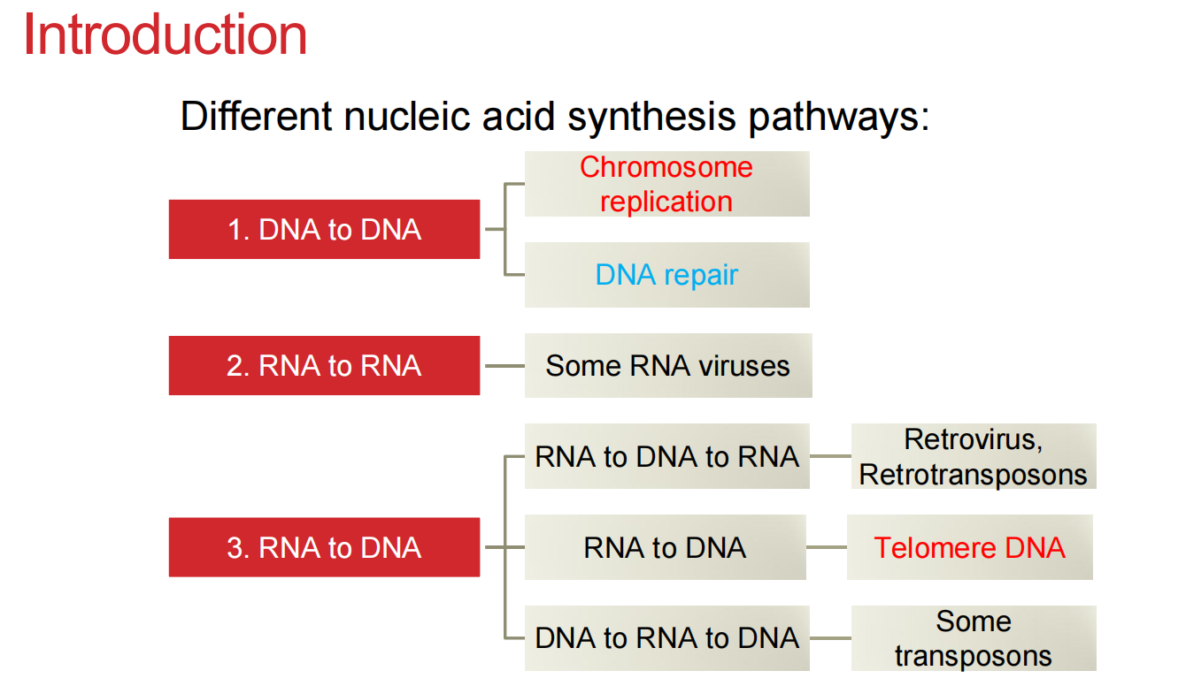 《分子生物学》DNA生物合成-CSDN博客