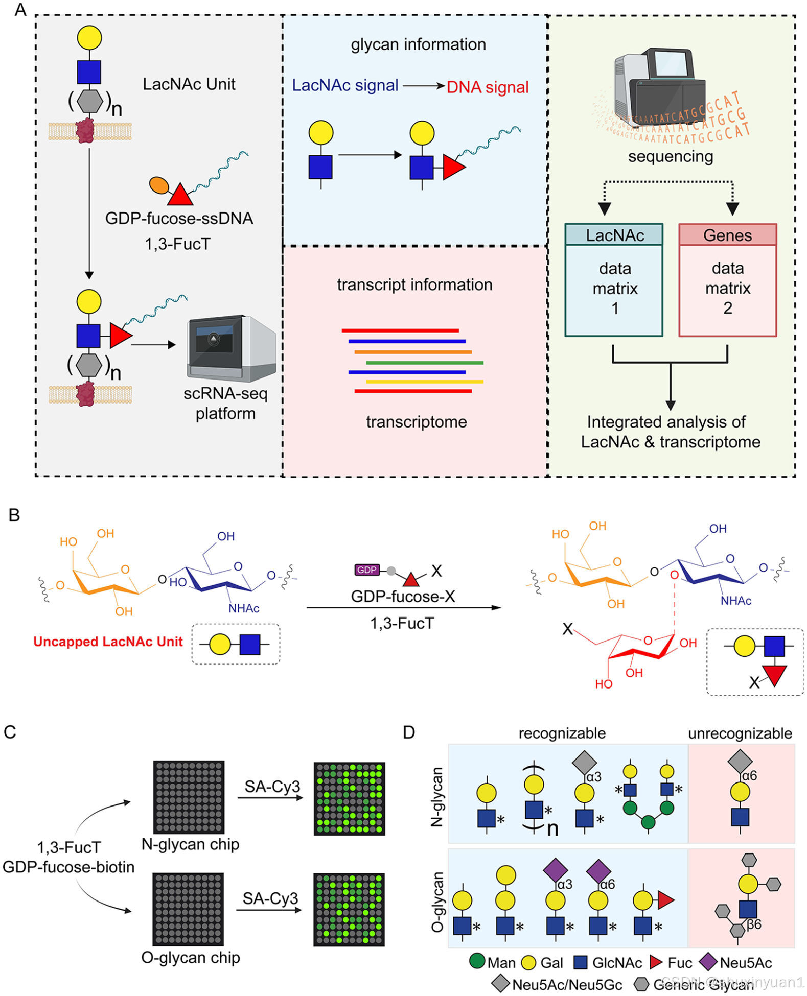 单细胞水平检测N-乙酰乳糖胺(LacNAc)的新型化学酶法与生信-CSDN博客