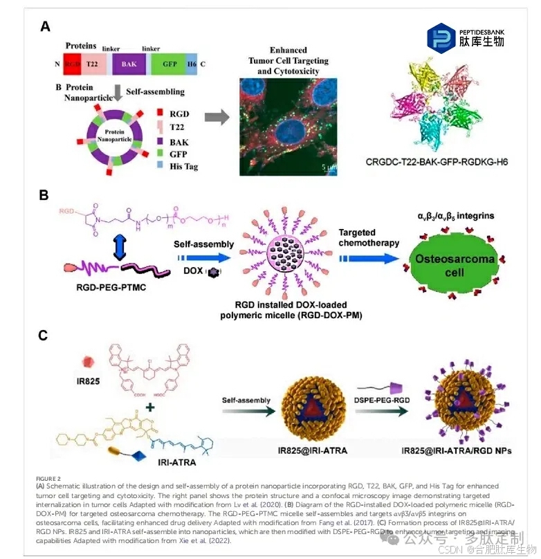 基于RGD的自组装纳米药物改善肿瘤治疗_ffrgd结构-CSDN博客