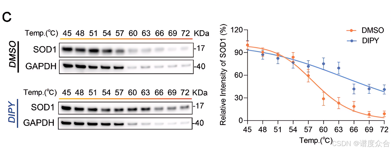 服务案例Theranostics | 解读《双嘧达莫作为新型铁死亡抑制剂的表征及其在急性呼吸窘迫综合征管理中的治疗潜力》_cetsa结果解读 ...