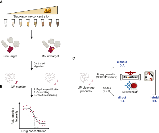 解锁蛋白质结构的奥秘：LiP-MS 技术引领结构蛋白质组学与药物发现新革命-CSDN博客