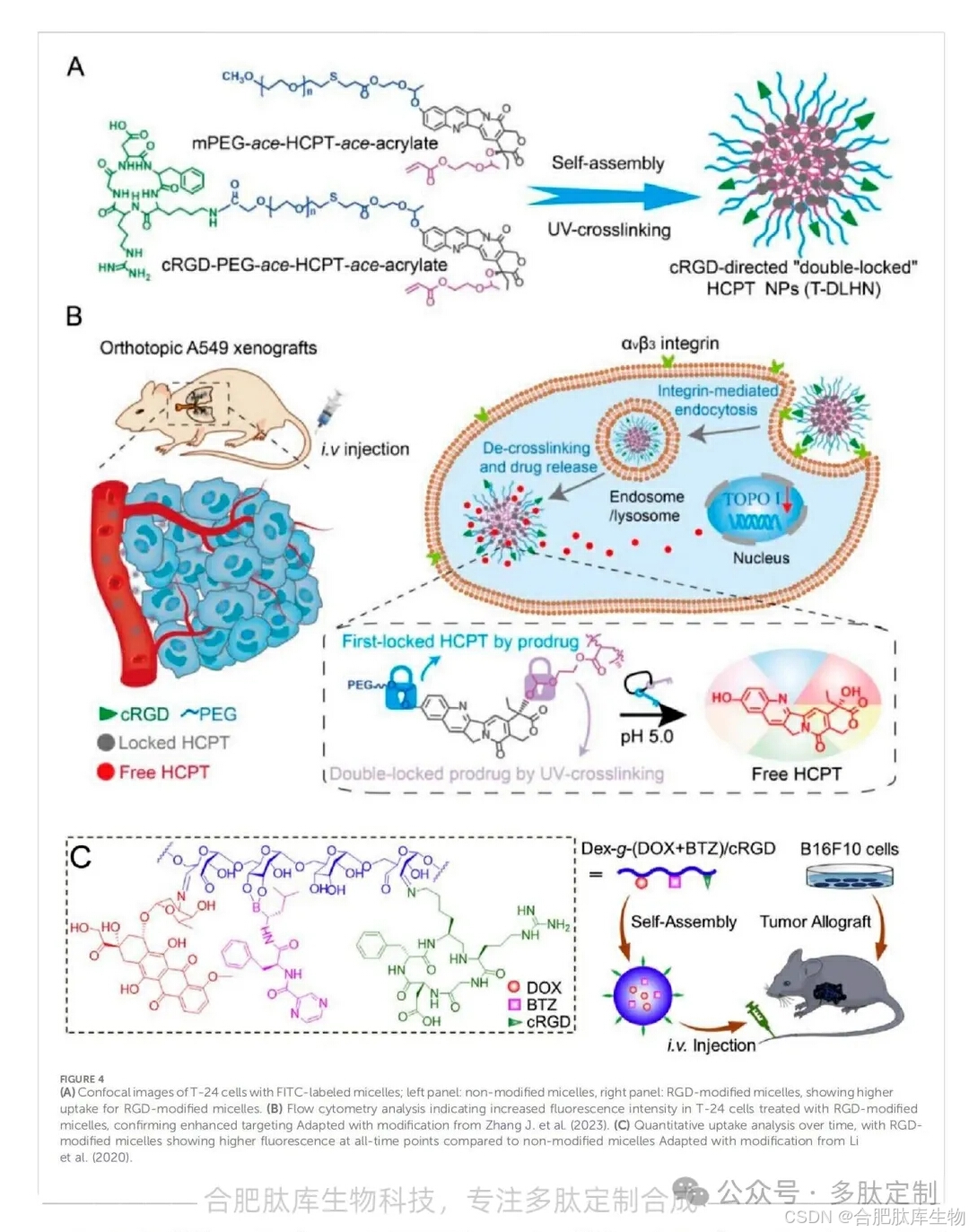 基于RGD的自组装纳米药物改善肿瘤治疗_rgd靶向肿瘤细胞-CSDN博客