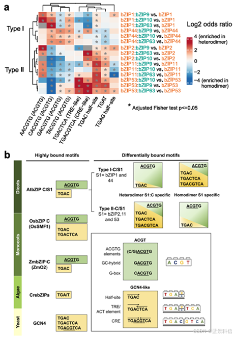 利用dDAP-seq技术解析转录因子的DNA结合特性-CSDN博客