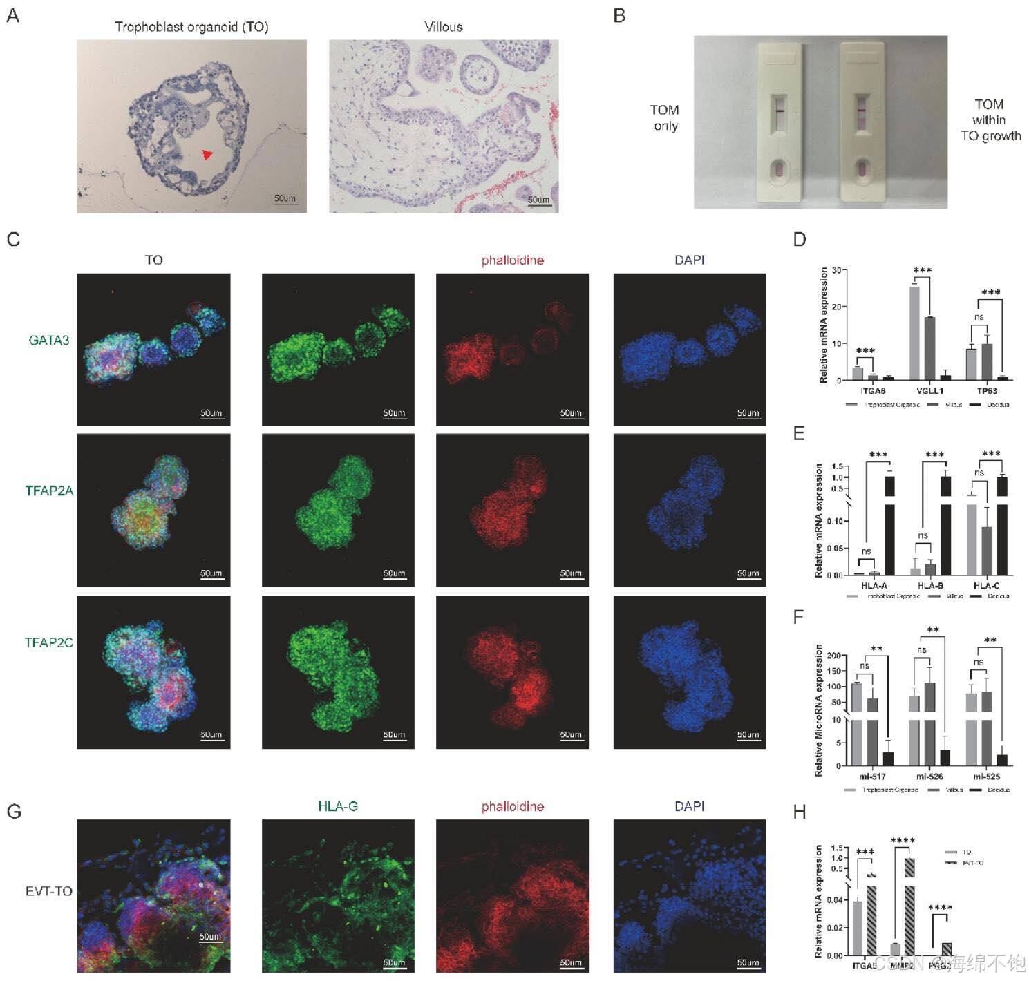 Single-cell characterization of self-renewing primary trophoblast ...