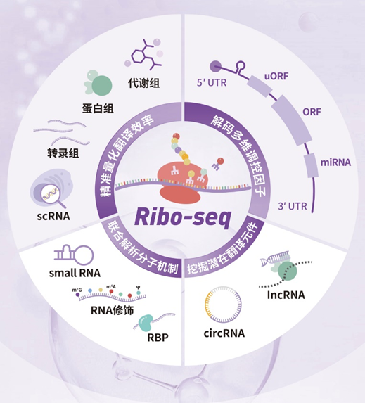 [应用指南] Ribo-seq在神经科学方向的研究思路_核糖体测序-CSDN博客