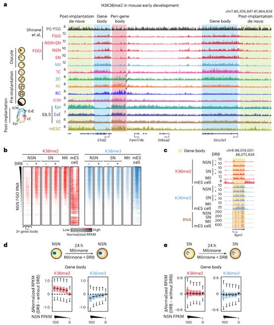 易基因|NCB/IF19.1：颉伟/卢绪坤/张宇团队WGBS+ChIP-seq+RNA-seq等揭示早期胚胎发育过程中H3K36me2调控 ...