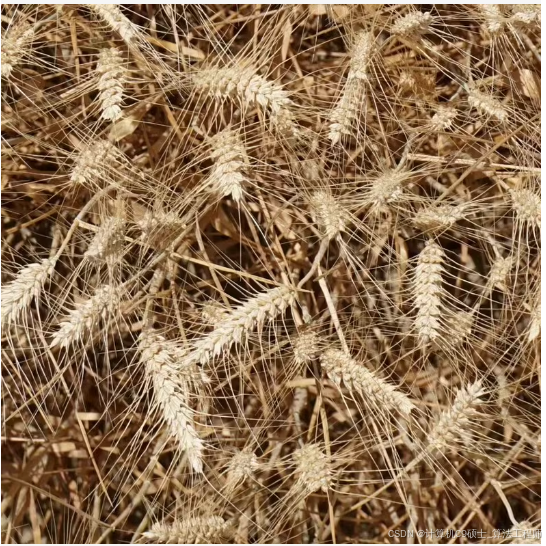 如何使用yolov8进行训练小麦头小麦穗目标检测数据集yolo格式（txt标签）4000张左右，分辨率为1024x1024实现评估、可视化训练结果用于目标检测的麦穗数据集 Csdn博客 