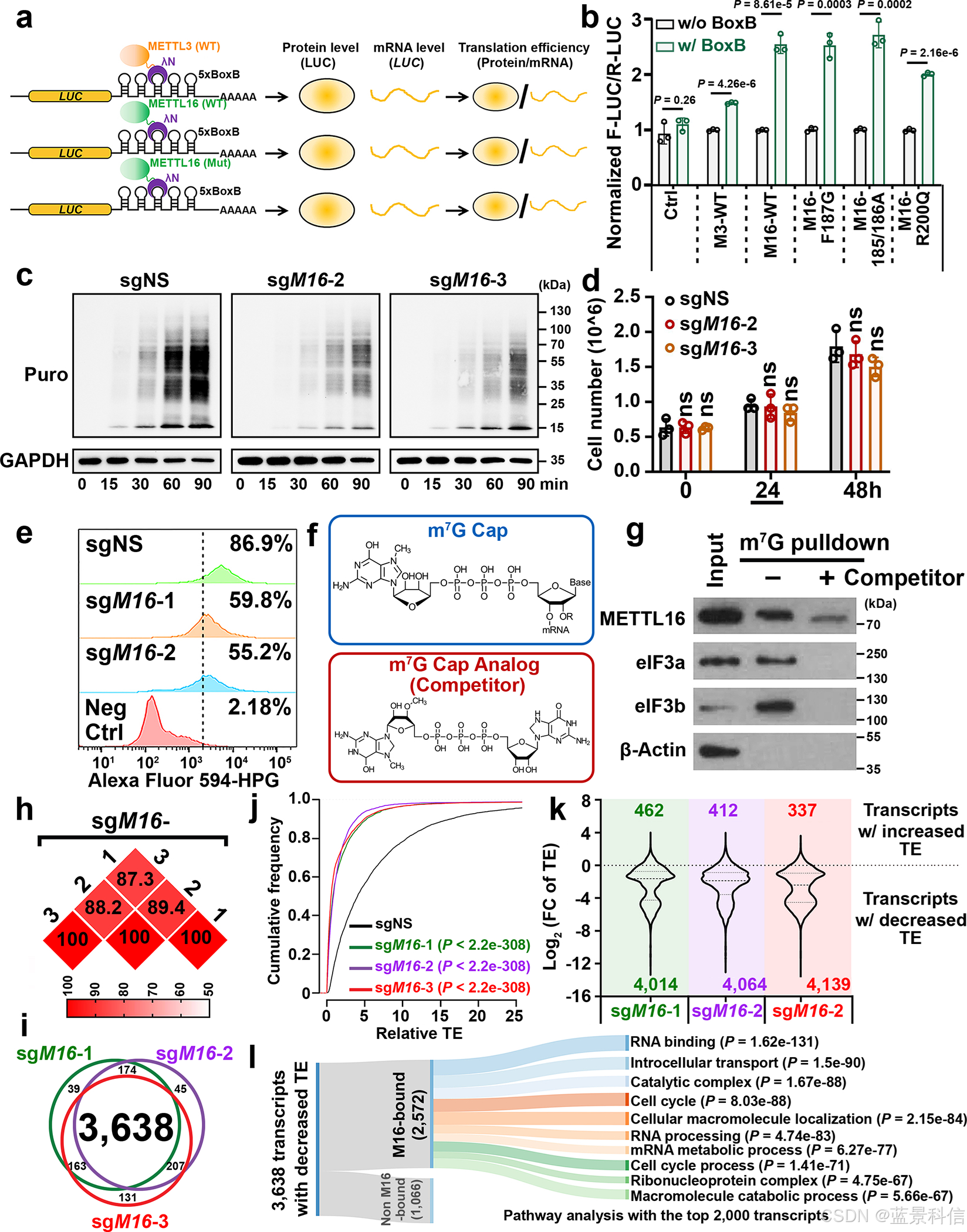 m6A MeRIP-seq联合Ribo-seq的研究思路_ribo-seq qpcr验证-CSDN博客