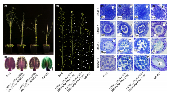 New Phytologist（IF=8.1）|DAP-seq助力解析拟南芥雄性育性调控网络_拟南芥 dex诱导-CSDN博客