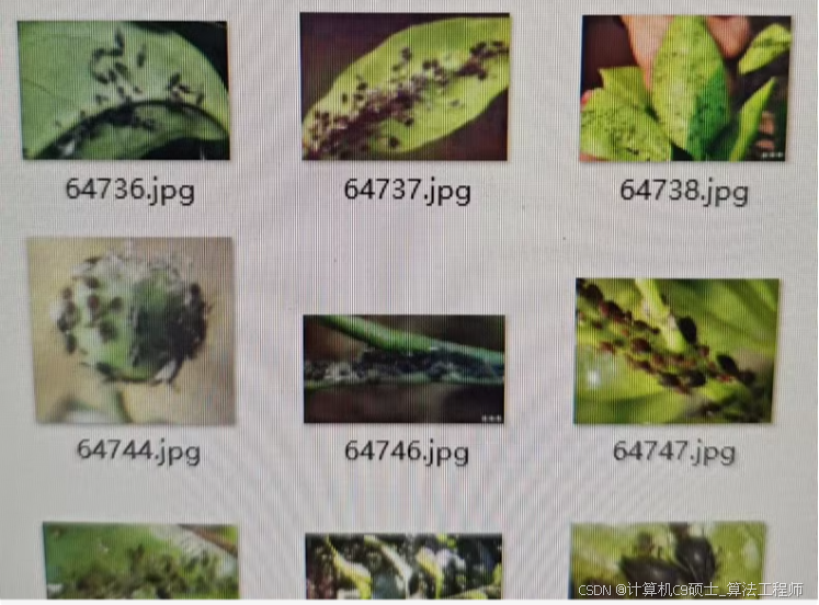 GitHub - QQ767172261/Use-YOLOv8-to-train-citrus-pest-classification-to-detect-citrus-pest ...