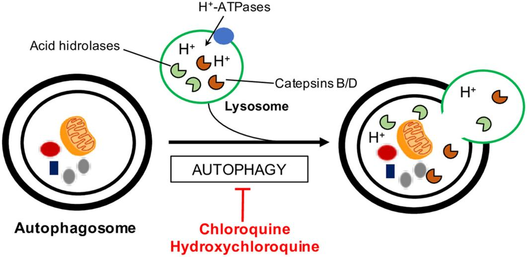 AbMole小课堂 | Chloroquine：溶酶体/自噬调控的“枢纽”_氯喹 自噬-CSDN博客