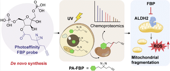 基于光亲和标记的化学蛋白质组分析技术/光交联ABPP_光亲和探针-CSDN博客