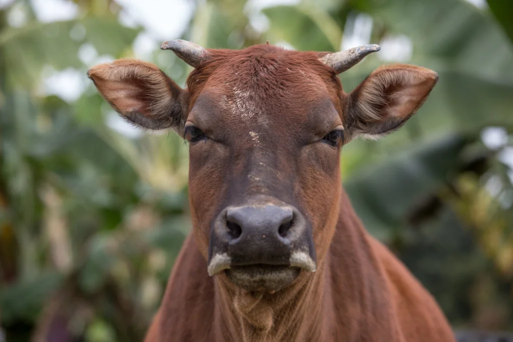 Rosalind 生信解題 | 003. REVC (Complementing a Strand of DNA)-CSDN博客