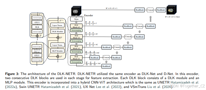 D-Net: Dynamic Large Kernel with Dynamic Feature Fusion for Volumetric ...