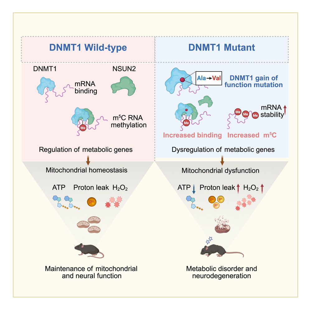 易基因：上科大范国平教授团队RNA-BS揭示DNMT1在m5C修饰中的双重作用及其线粒体功能机制：Mol Cell｜项目文章_ndufs 线粒体靶向序列-CSDN博客