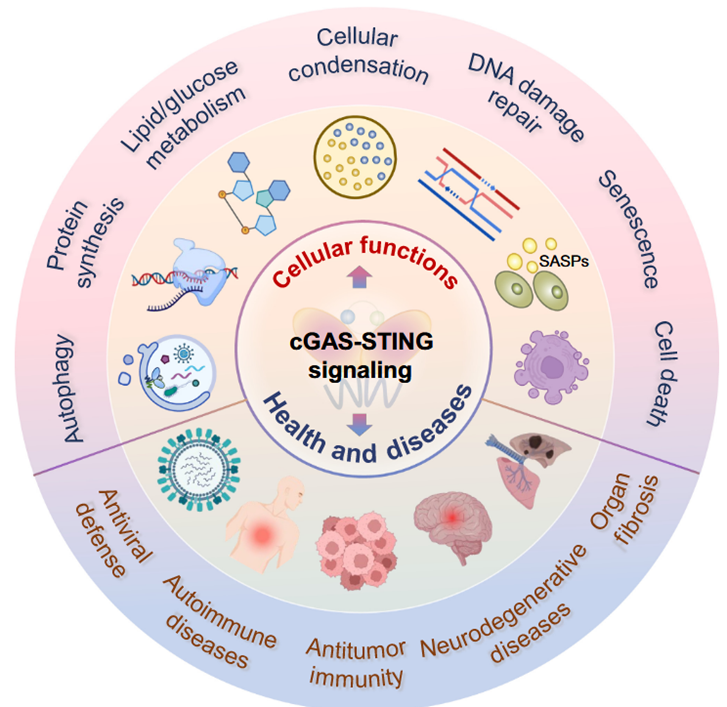 学习笔记系列--cGAS-STING信号通路基础知-CSDN博客