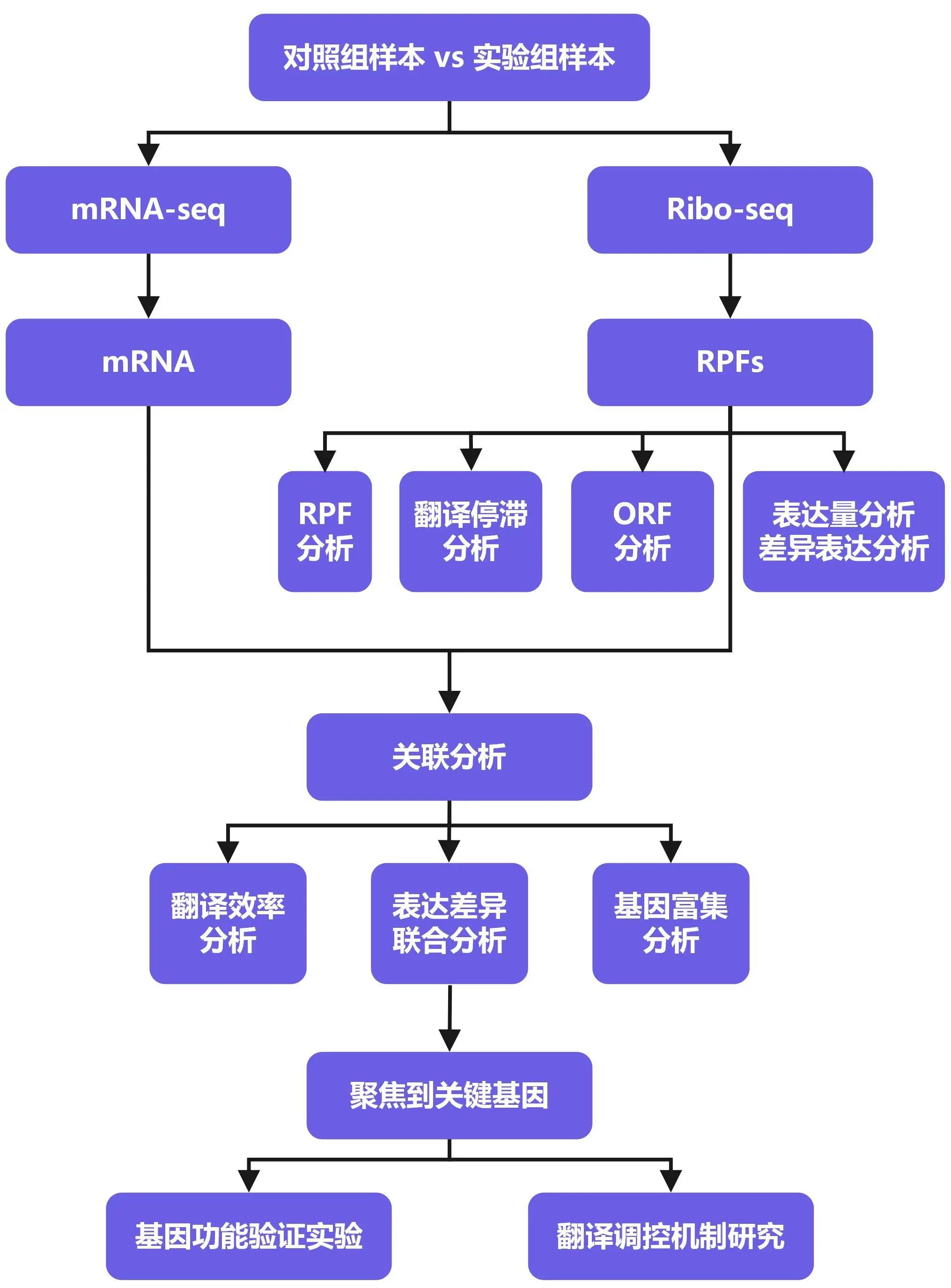 【技术应用】解密翻译过程：Ribo-seq技术的革命性发现_核糖体足迹分析-CSDN博客
