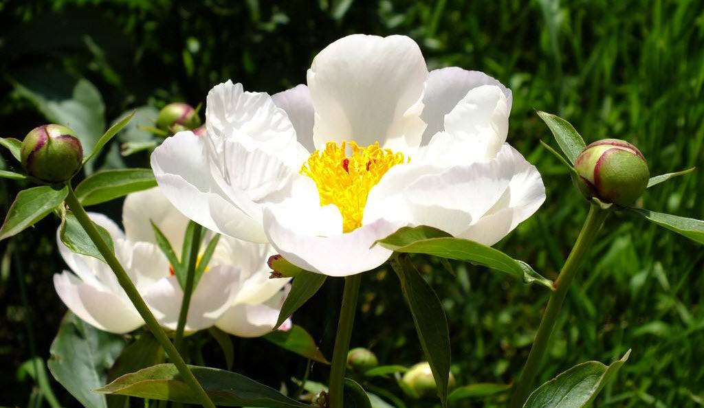 大模型微调方法：LORA、Prompt Tuning、P-Tuning、Adapter 、Prefix_prompt adapter lora-CSDN博客