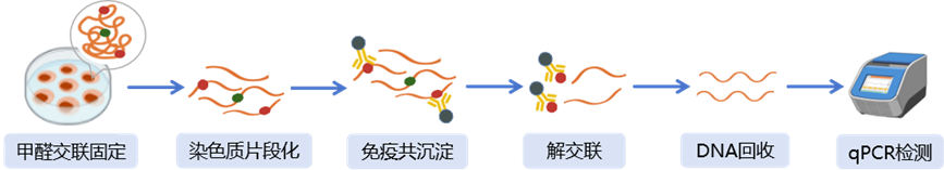 ChIP-seq还是ChIP-qPCR？如何选择？-CSDN博客