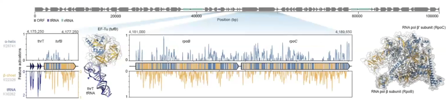 Evo2 论文讲解_基因 模型 evo2-CSDN博客
