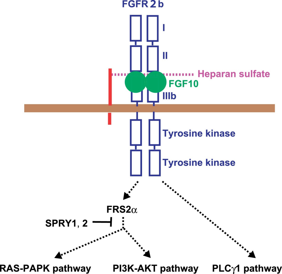 AbMole小课堂丨重组FGF-10（KGF-2）在类器官构建、干细胞命运调控与动物模型中的应用-CSDN博客