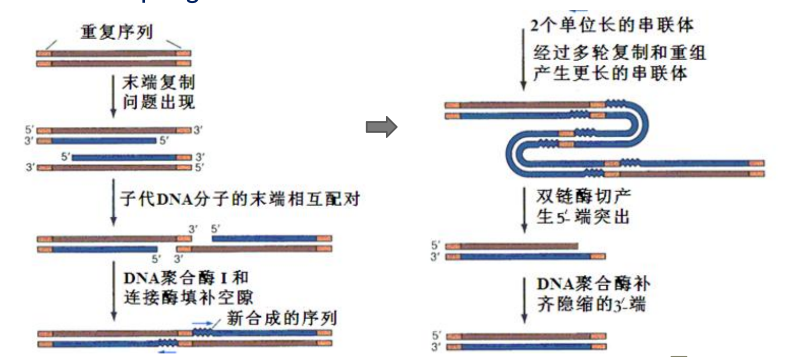《分子生物学》DNA生物合成-CSDN博客