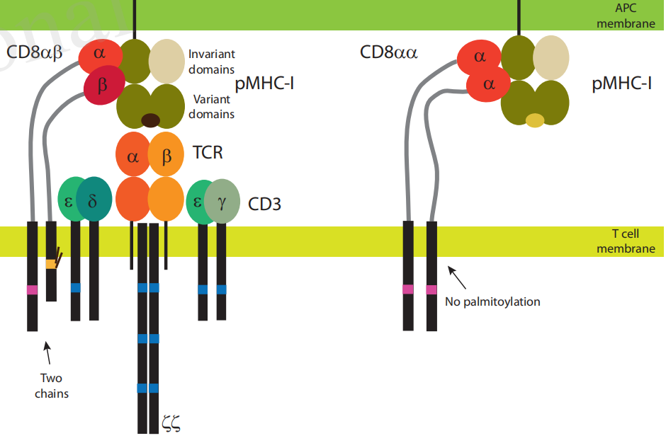 细胞毒性T细胞表面关键分子：CD8_cd8结构域-CSDN博客