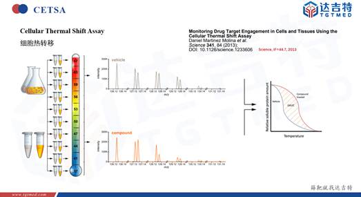 CETSA+MS（TPP）：四大前沿案例揭示药物靶点发现新路径-CSDN博客