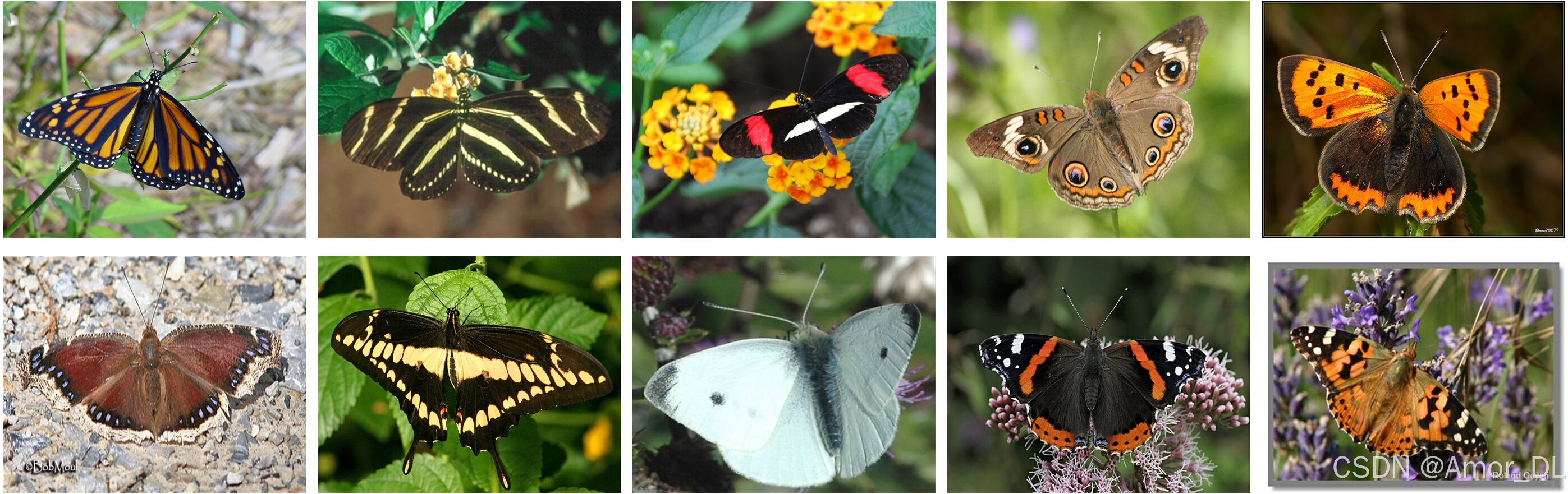 Leeds Butterfly Dataset——分类训练及测试（细粒度数据集）_butterfly数据集-CSDN博客